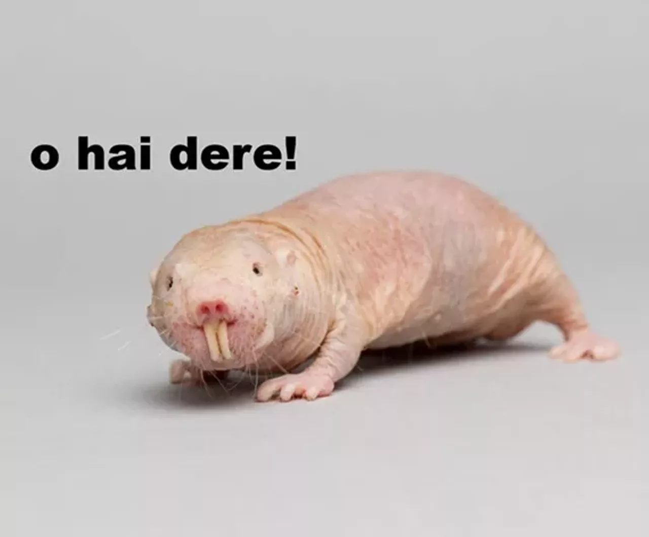 Mole Rat | Halifax, Nova Scotia | THE COAST