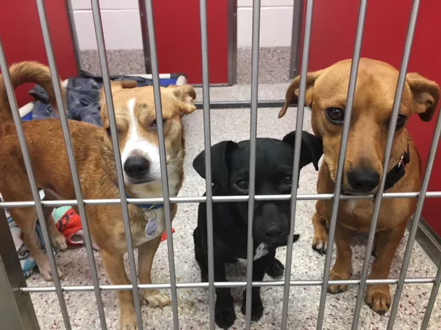 Packed PACC Looking for Adopters at PetSmart National Adoption Weekend ...
