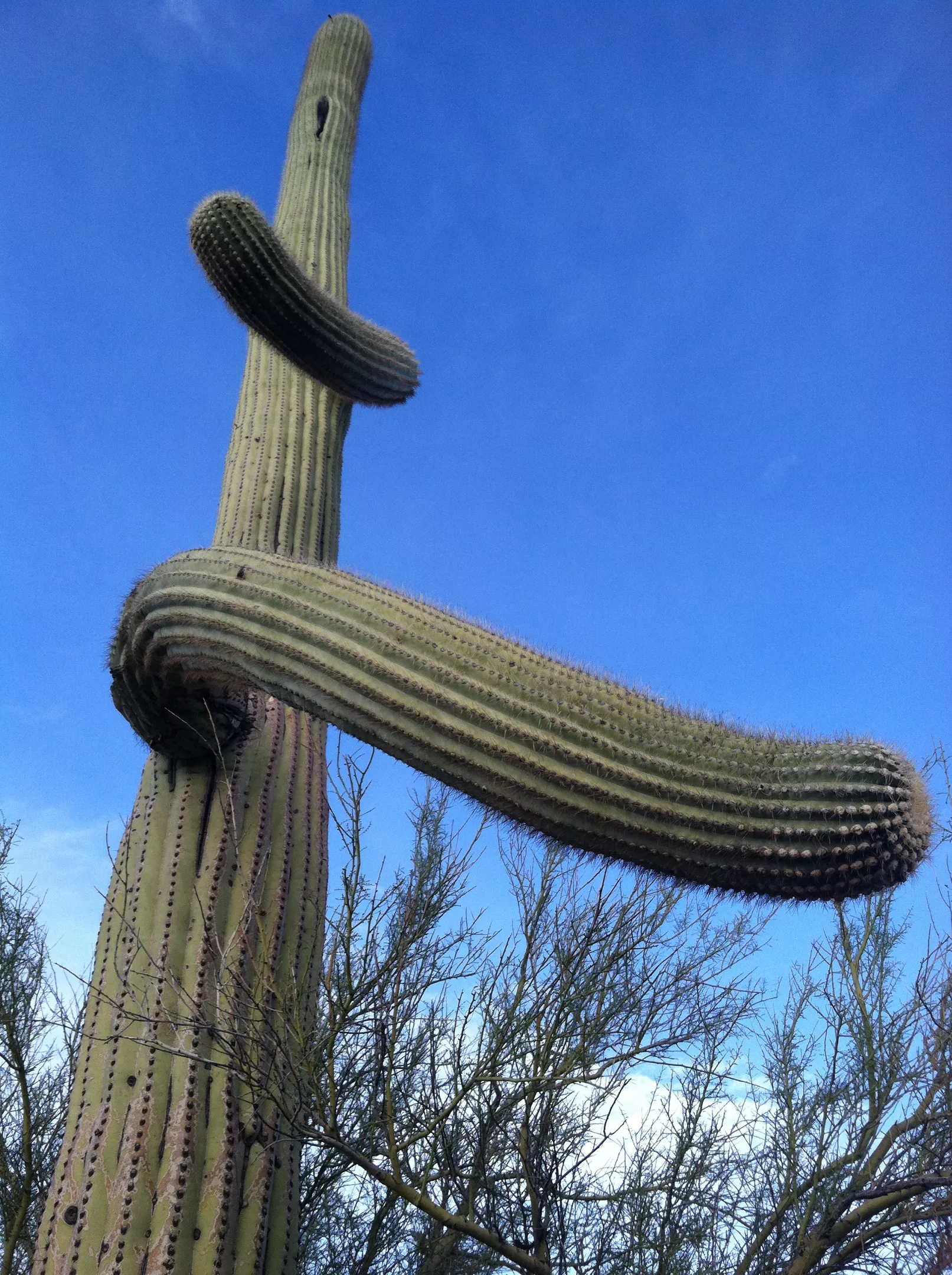 The Daily Saguaro, Wednesday 4/21/21 | The Range