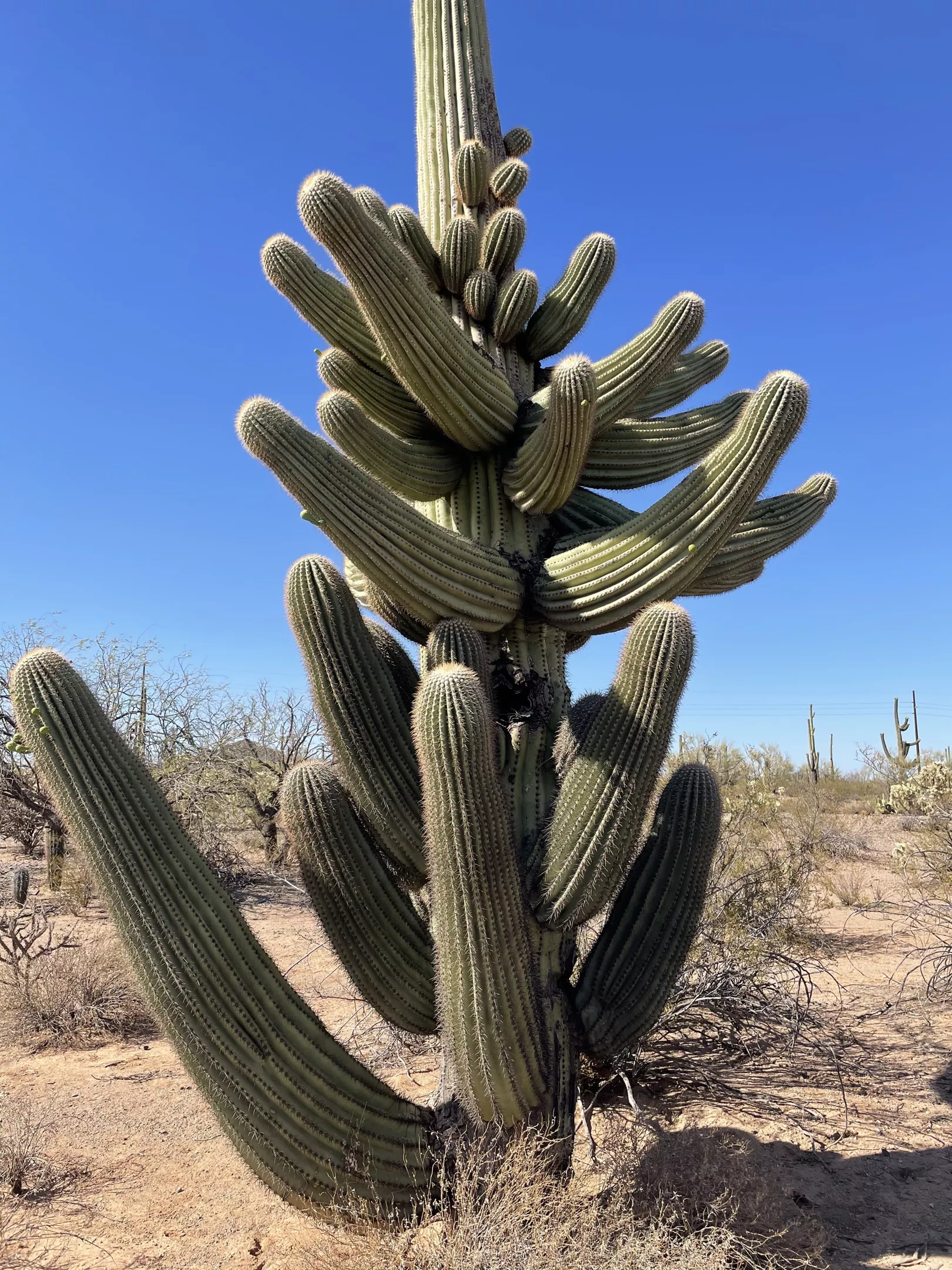 The Daily Saguaro, Monday 5/24/21 | The Range
