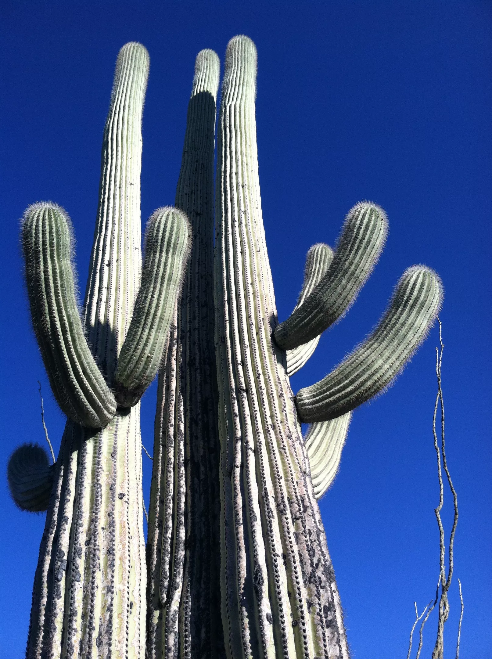 The Daily Saguaro, Monday 6/21/21 | The Range