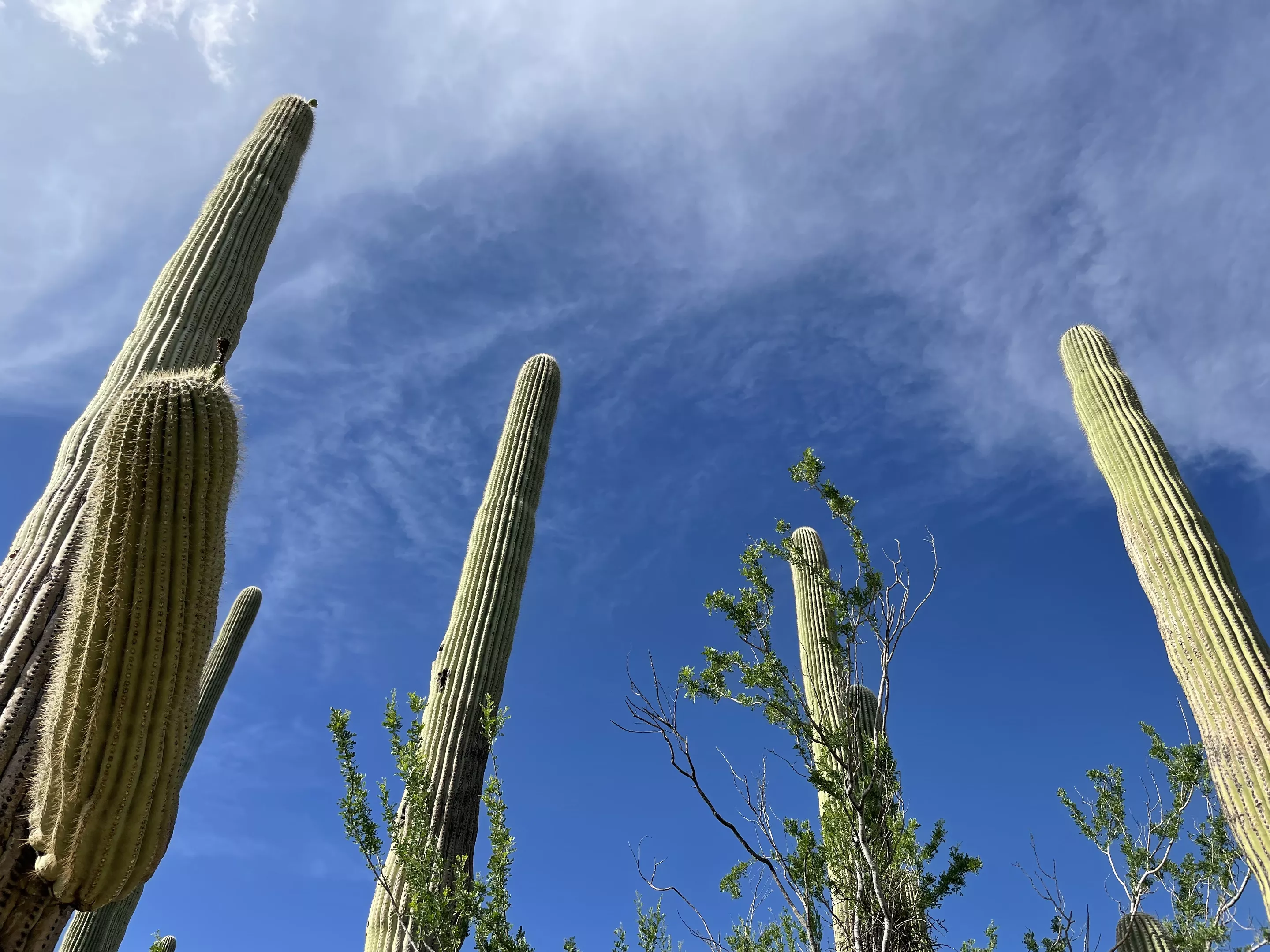 The Daily Saguaro, Friday 8/6/21 | The Range