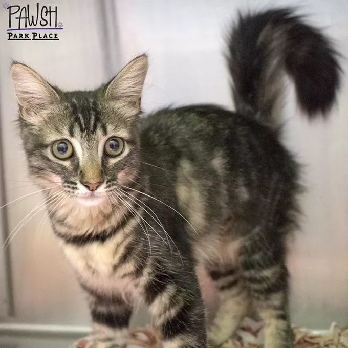 Bitsy Needs a Home | The Range