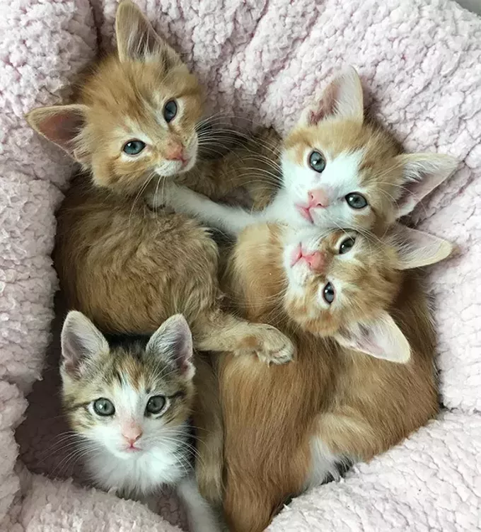 So Many Kittens! PACC Needs Foster Families | The Range