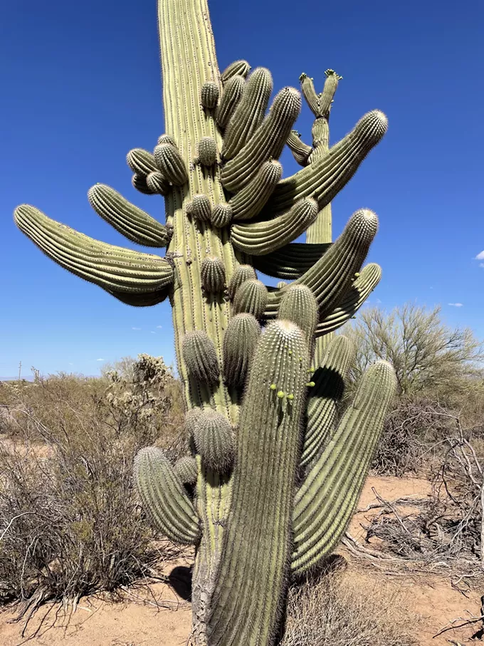 The Daily Saguaro, Tuesday 5/25/21 | The Range